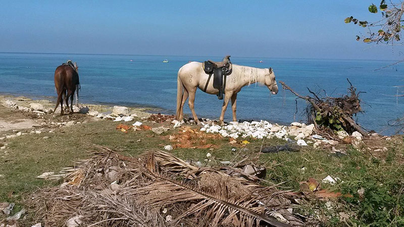 Vacances parfaites : aider des chevaux dans le besoin, sous le soleil ...