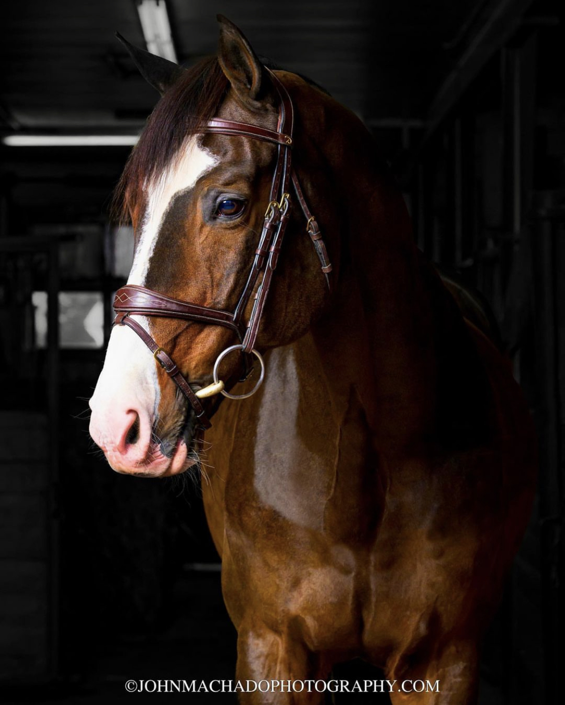 Trifecta Tales: Humble GS – A Strong Father Figure - Equestrian Canada