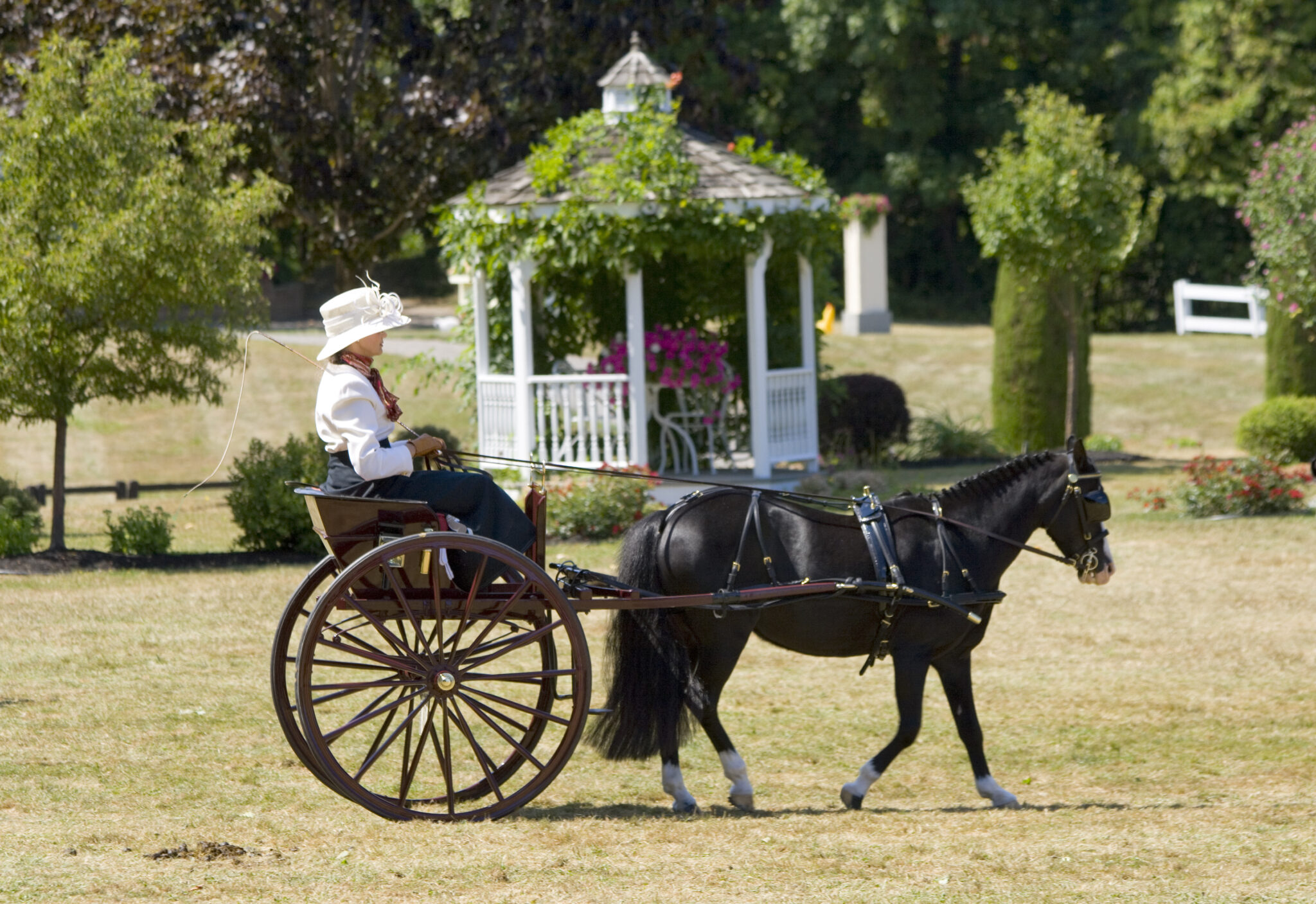 Learn to Ride/Drive - Equestrian Canada