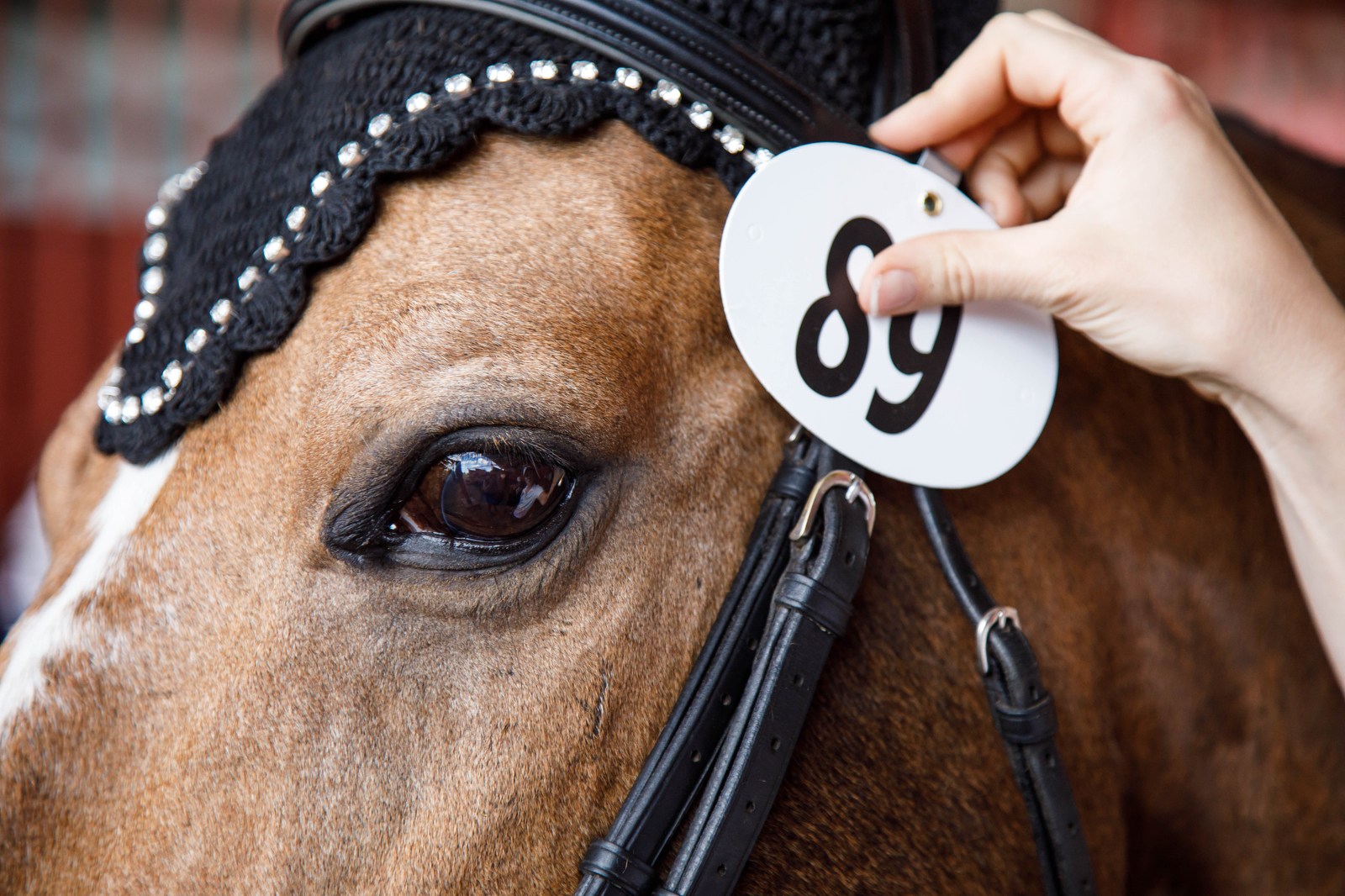 Athlete Resources - Equestrian Canada