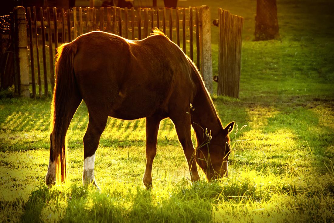 HEALTH & NUTRITION: Mad Barn Analyzed 6,515 Equine Diets - Here's What ...