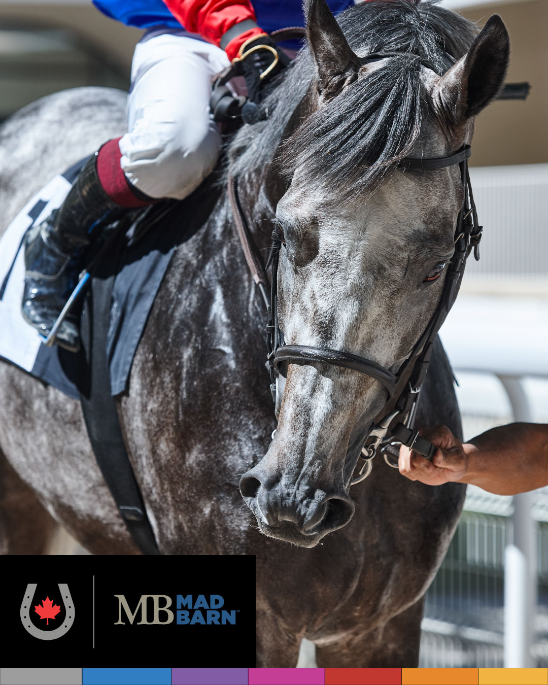 Blood Doping in Horses: An Insidious Threat to Fair Play - Equestrian ...