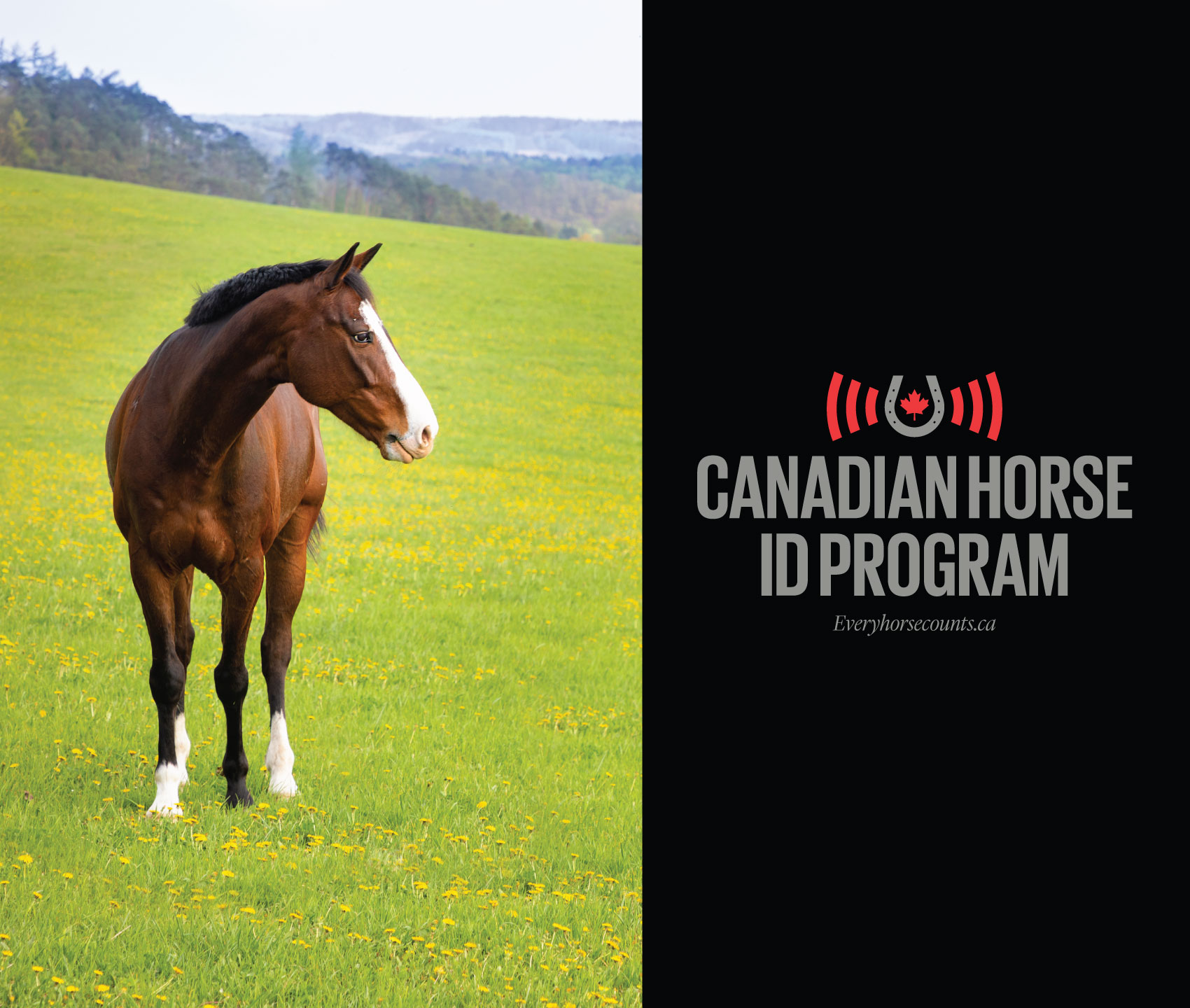 Equestrian Canada Launches Canadian Horse ID Program - Equestrian Canada
