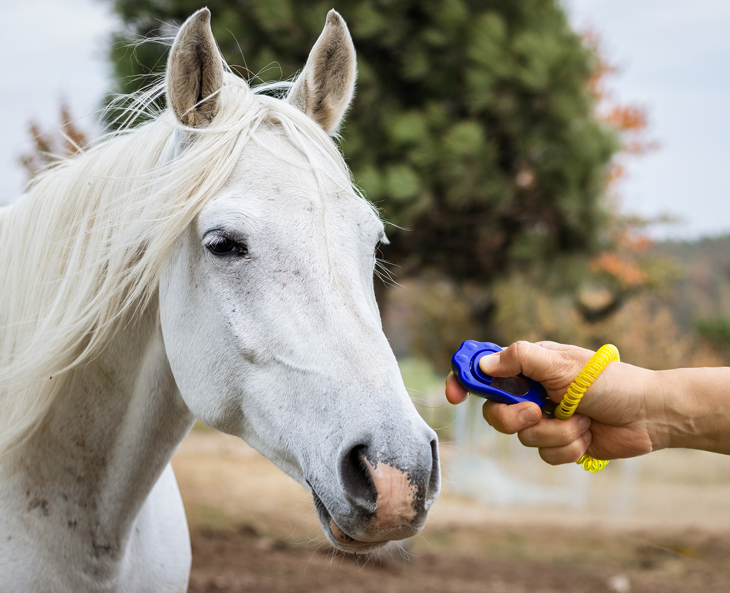 Clicker Training for Horses: Equine Positive Reinforcement & Respondent ...