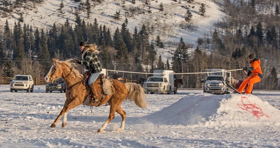 Horse of the month: Skijoring Superstar Bowie - Equestrian Canada