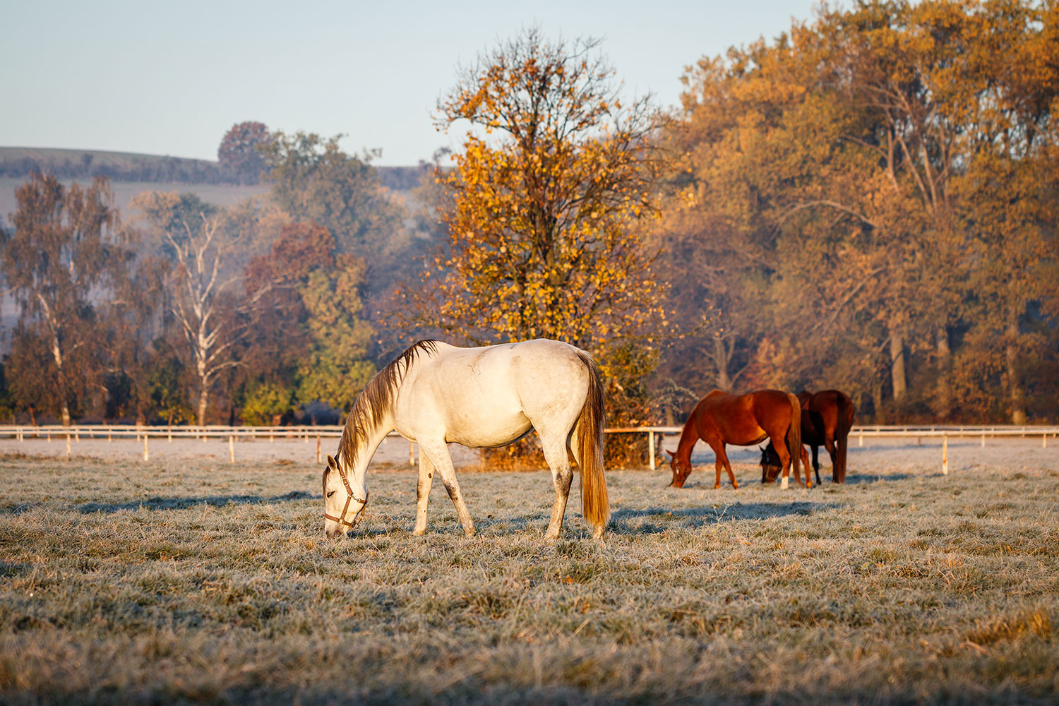 Is Winter Pasture Safe for Metabolic Horses? - Equestrian Canada